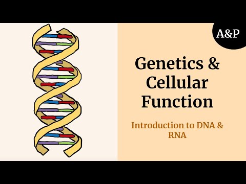 What is DNA? | Genetics and Cellular Function Part 1