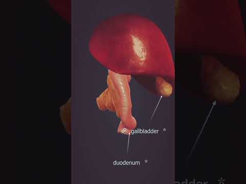 Duodenum, pancreas,common bile duct