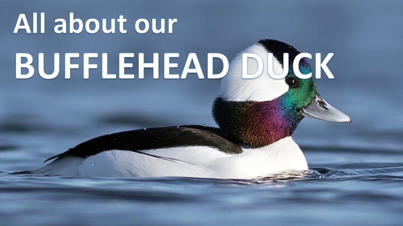 Bufflehead Duck Documentary - Goldeneyes Bucephala albeola
