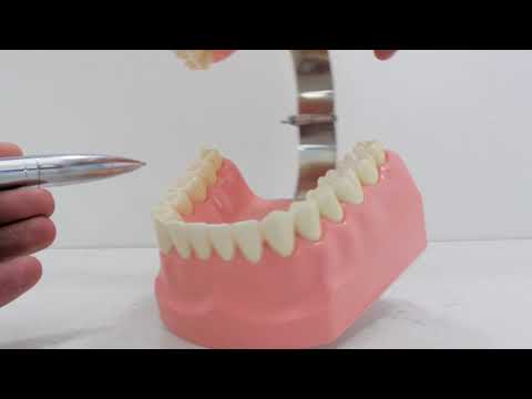 Dental Assistant - Tooth Surfaces