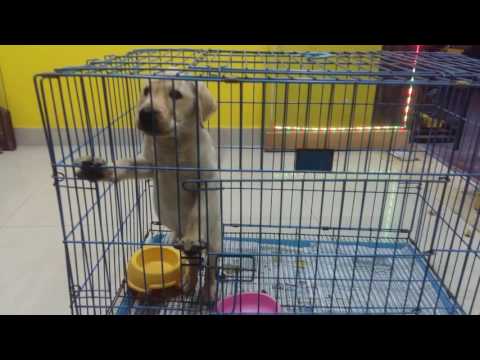LAB PUPPIES FOR SALE IN CHENNAI PET SHOP, CALL 9094315333