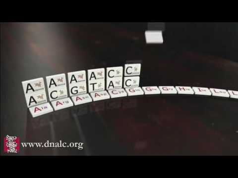 Why the genetic code is based on triplet codons… | Biology is a Process...