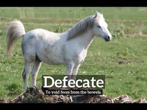 What is Defecate? | How Does Defecate Look? | How to Say Defecate in English?