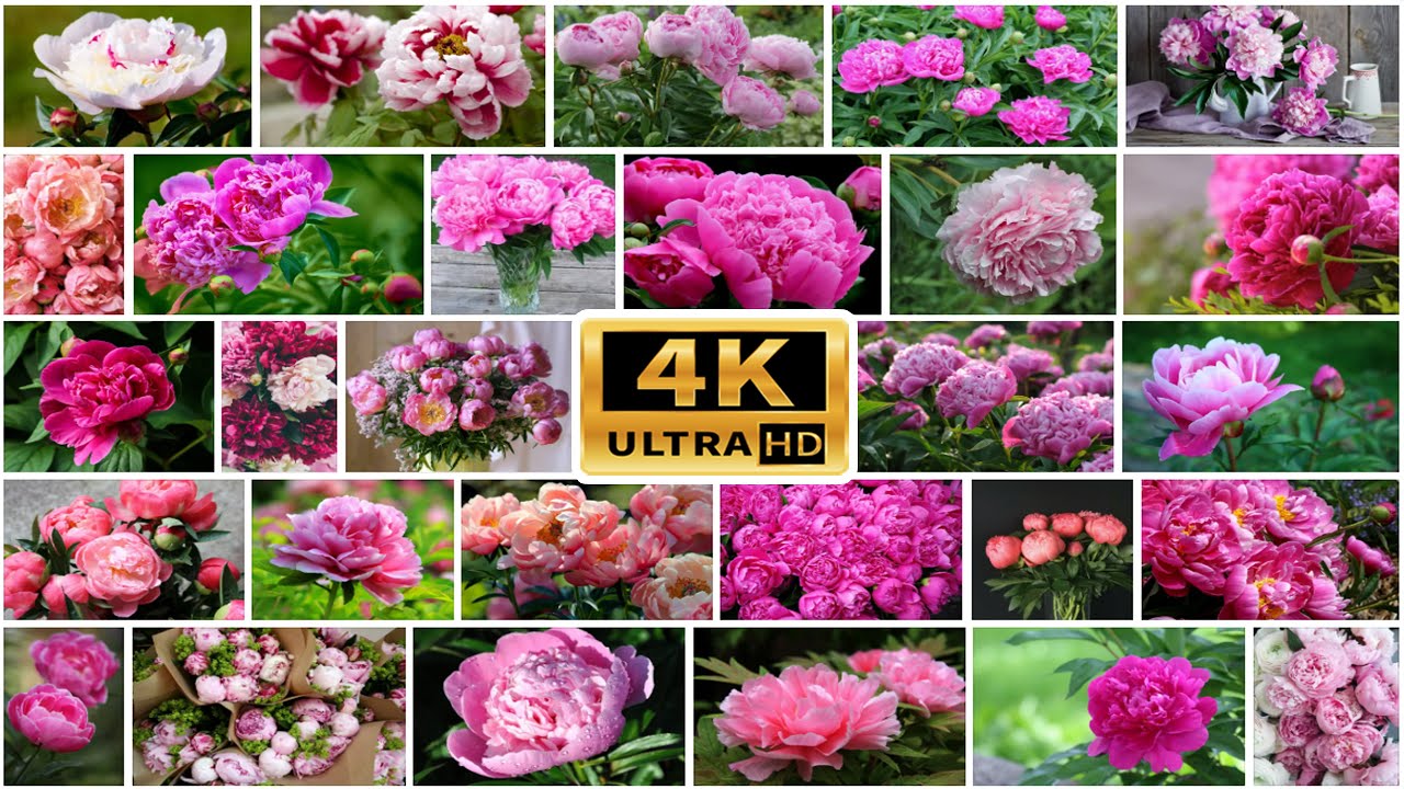 Beautiful Flowers Wallpapers 4k Utra Hd – Free Download