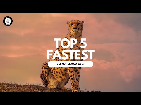 Racing Nature: The World's Top 5 Fastest Land Animals!
