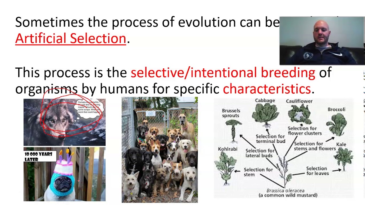 Artificial Selection Notes