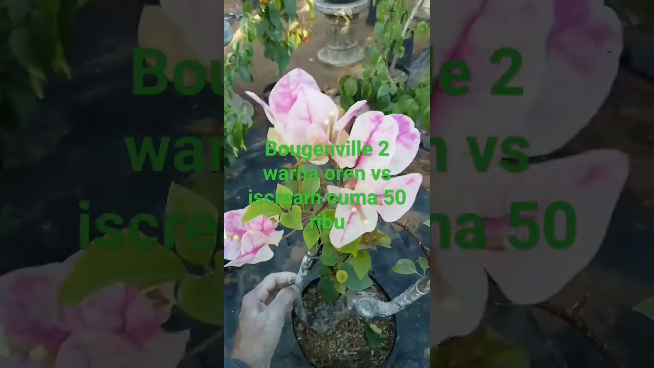 Bougenville dua warna harga 50 ribuan