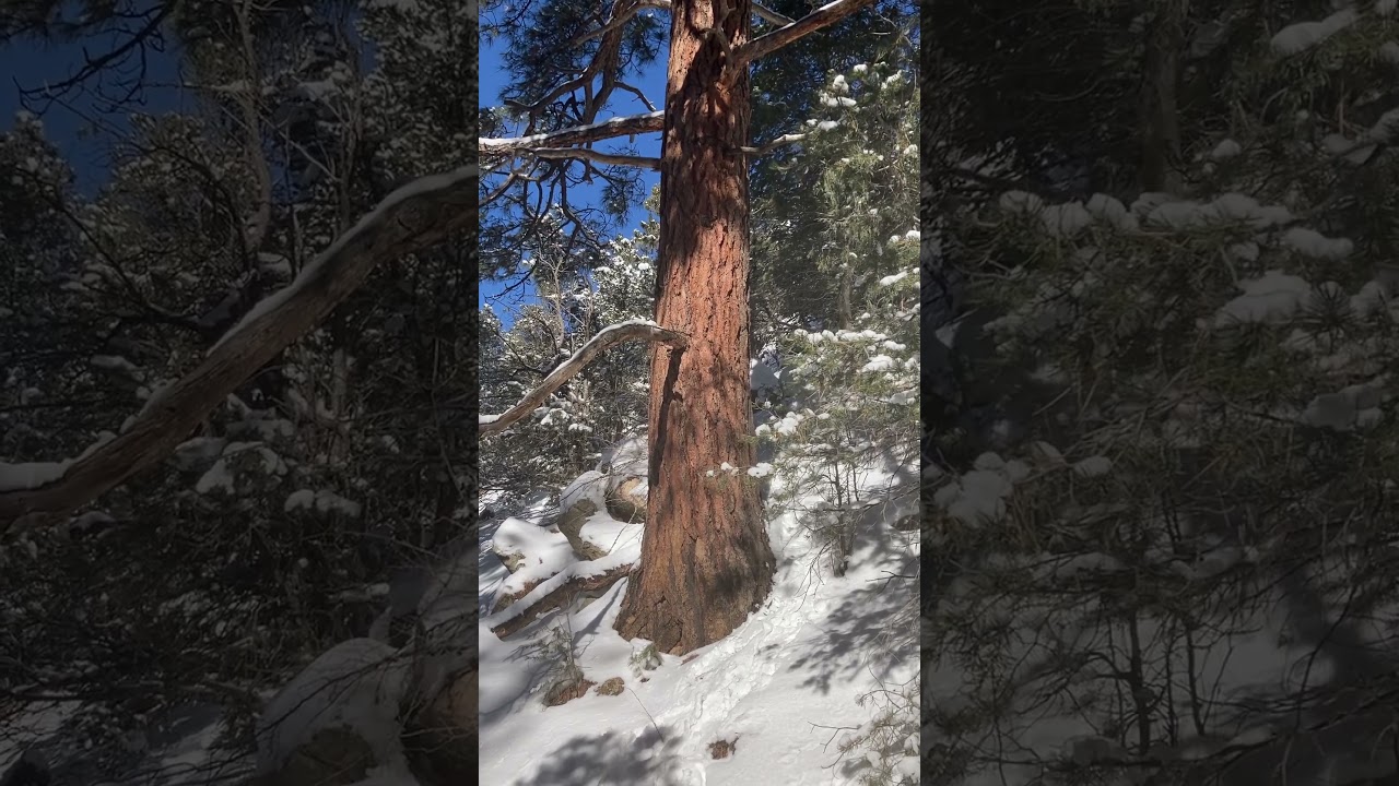 Thank You from the Forest Stewards Guild, November 2024