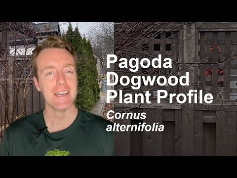 Pagoda Dogwood (Cornus alternifolia) Plant Profile