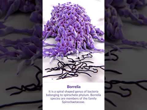 What is Borrelia Bacteria?