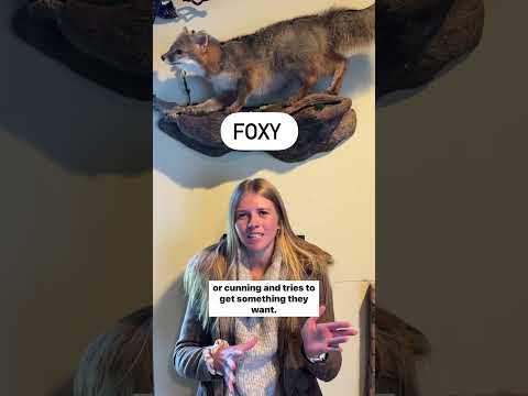Foxy vs Fox 🦊