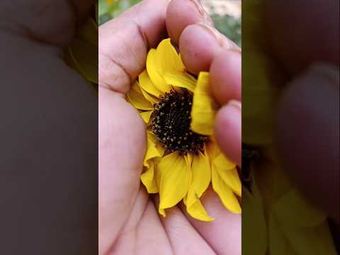 sunflower scientific name is helianthus. This comes from the Greek word for 'sun' #trendingshorts