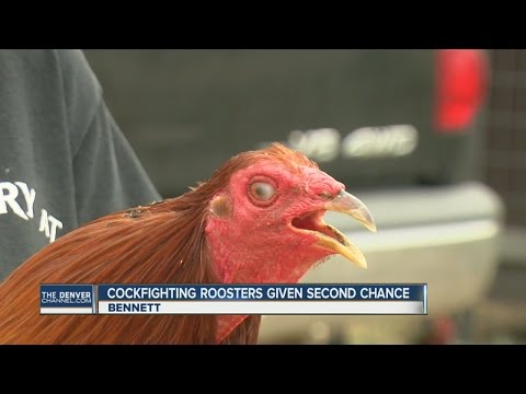 Colorado sanctuary rescues fighting roosters