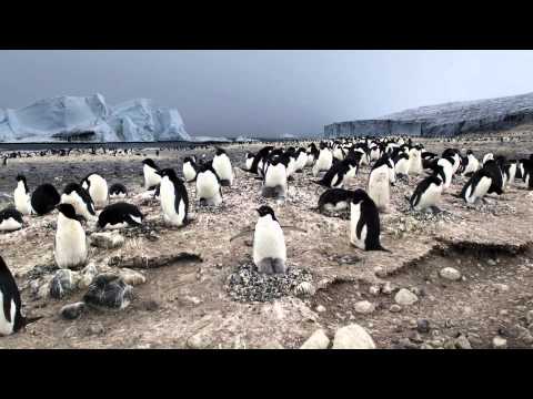 If Only Every Day Was World Penguin Day
