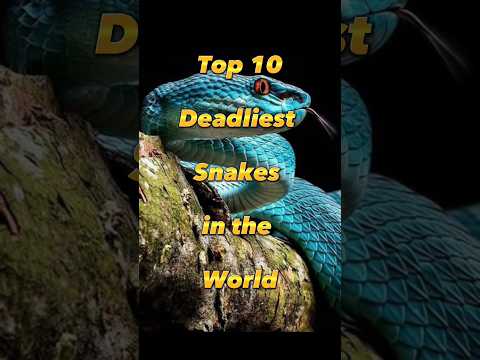 Top 10 Most Dangerous Snakes in the World || #shorts #snakes #top10