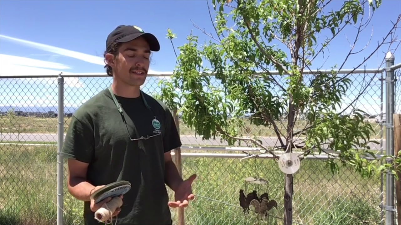 How to Keep Birds out of your Garden!