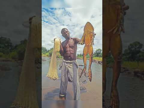 africa's biggest goliath frog#frog#shorts#short#youtubeshorts#shortvideo#trending#youtube#ytshorts