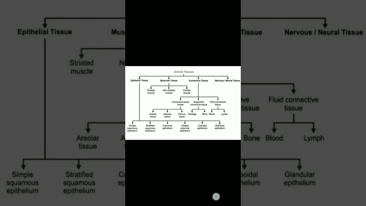 flow chart on animal tissue | ch Tissue class 9 biology | #class #biologyclass #flowchart #science