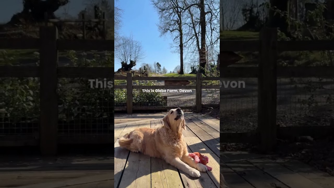 Could this be the pawfect dog-friendly retreat?⁠