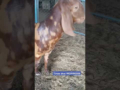 25 kg wight ma Sirohi Top Quality ma bakra Available For Sale Contact number 9929190358