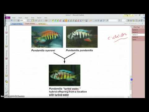 AP Biology, Chapter 24 - Sections 3 & 4