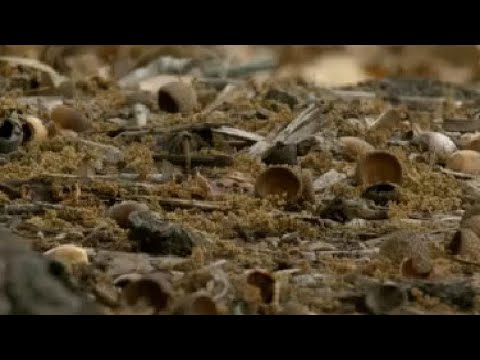 Pollen season at peak, symptom you may not know about