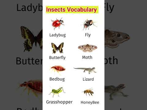 Insects Vocabulary In English for kids @Readingpracticechannel