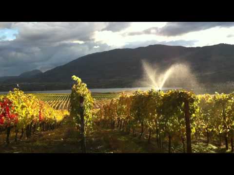 Water spraying the grape feilds in Osoyoos BC Sept 2010