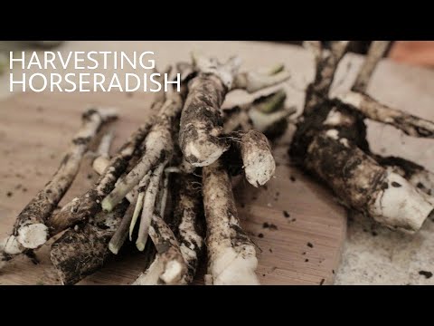 My Wisconsin Backyard | Web Series | Recipe - Horseradish