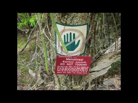 The Manicheel: Nature's Deadliest Tree