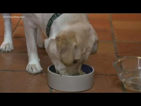 FDA investigating link between grain-free food and heart failure in dogs