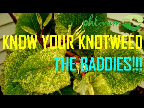 Know Your Knotweed: Part 2 - The Bad