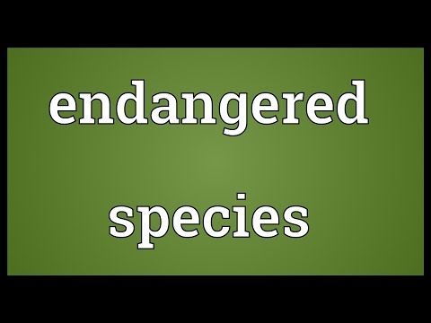 Endangered species Meaning