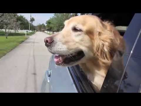 Welcome to Central Broward Animal Hospital