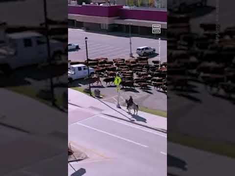 Ranchers Lead Cattle Through Colorado Town 🐄