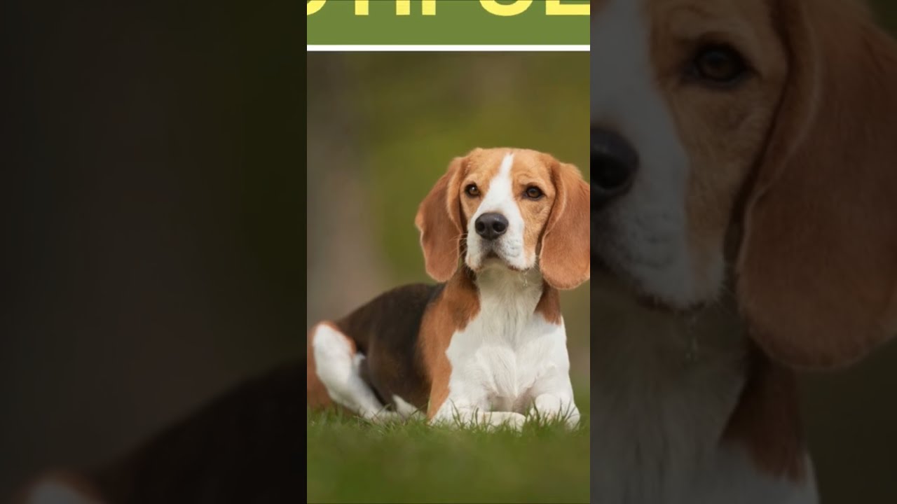 BEAGLE DOGS 4K UHD |  Enjoy These Cute Well Tempered Dogs