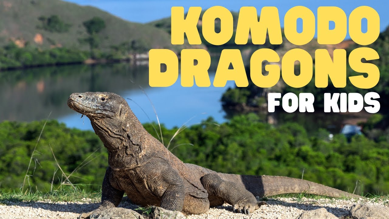 Komodo Dragons for Kids | Learn all about these apex predators!