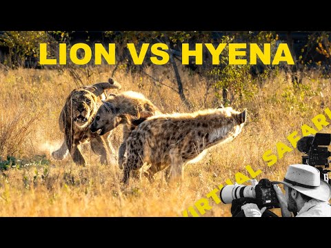 Lions vs Hyenas: A Brutal Showdown Unfolds | Virtual Safari #277 π¦π₯
