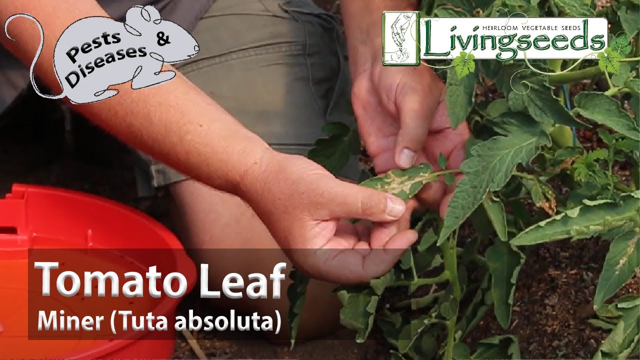 Tomato Leaf Miner (Tuta absoluta)