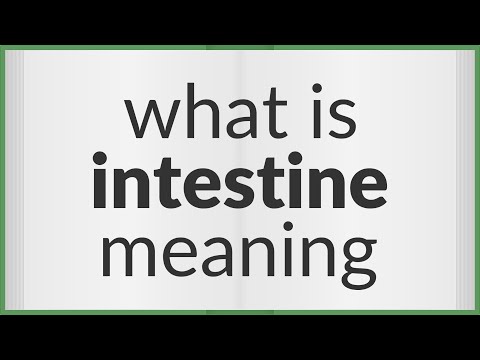 Intestine | meaning of Intestine