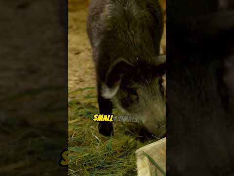 Mind Blowing Facts About Boar #facts #animals #wildlife