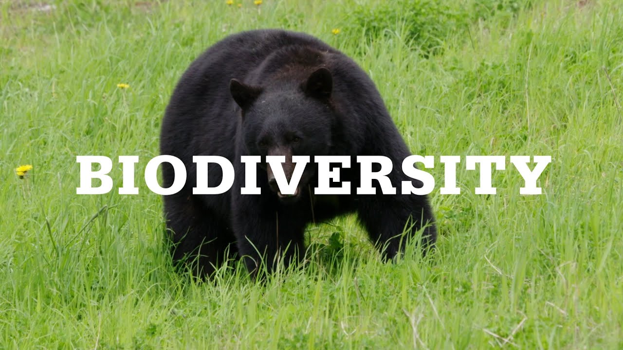 Whistler 101: BIODIVERSITY