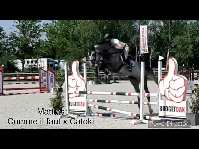 Youhorse.auction | Implanted Embryo Mattias x Livello