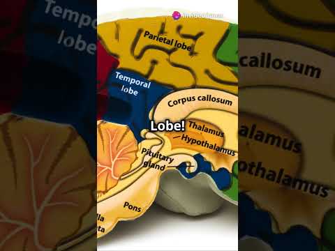 Brain anatomical quiz. #anatomy #medical #quiz #nursing