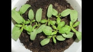 Томат Космонавт Волков: отзывы, описание сорта, фото, видео, отзывы ...