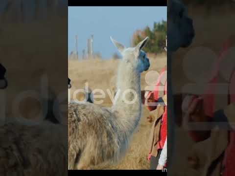 #Alpaca, #Animal, #Wool#Llama#Vicuña#Huacaya alpaca#Lamini