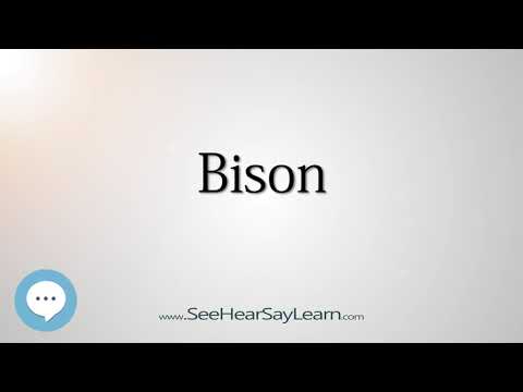 Bison (How to Pronounce Cities of the World)💬⭐🌍✅