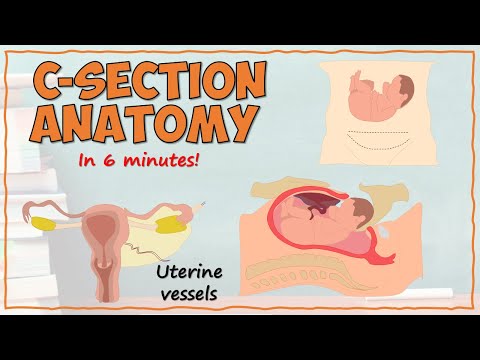 Caesarean Section Anatomy