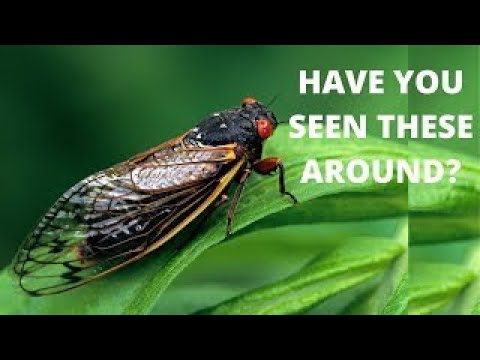 What to know about Cicada Invasions