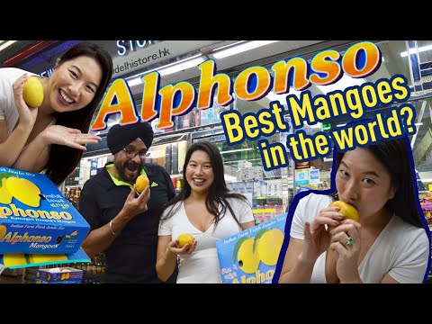 BEST MANGOES IN THE WORLD? 🥭🥭🥭